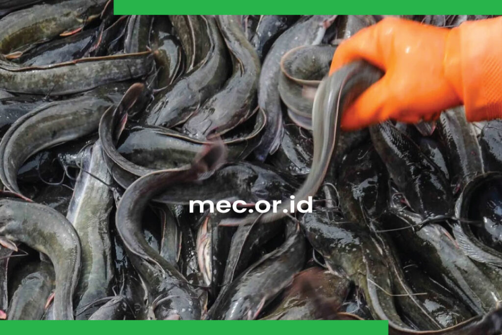 Cara Budidaya Ikan Lele, Mulai Bibit Sampai Jadi Cuan