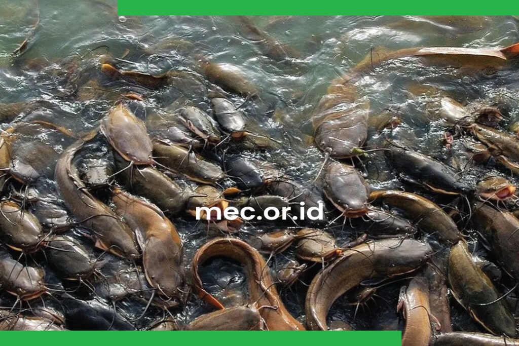Cara Budidaya Ikan Lele, Mulai Bibit Sampai Jadi Cuan
