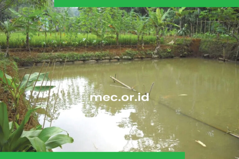 Budidaya Ikan Nila: Mulai dari Bibit Sampai Omset [LENGKAP]