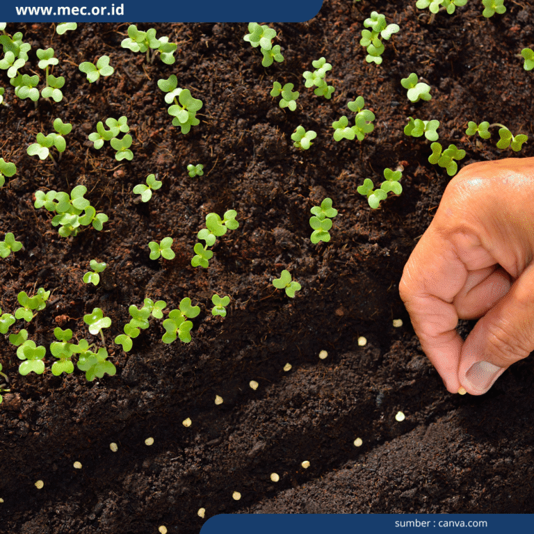 Teknik Praktis Budidaya Anggur hingga Masa Panen