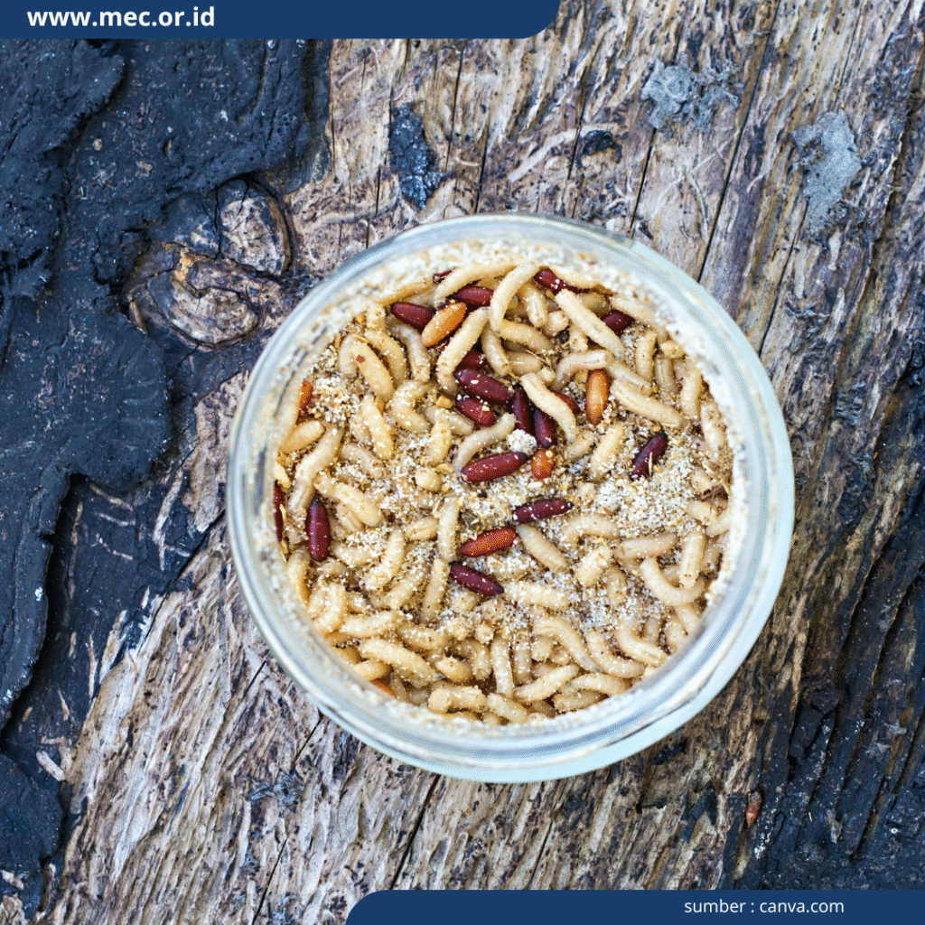 Cara Budidaya Maggot Rumahan Skala Kecil yang Efektif