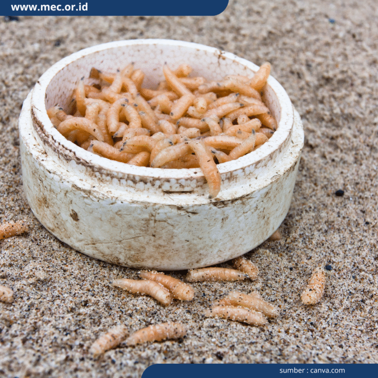 Cara Budidaya Maggot Rumahan Skala Kecil yang Efektif