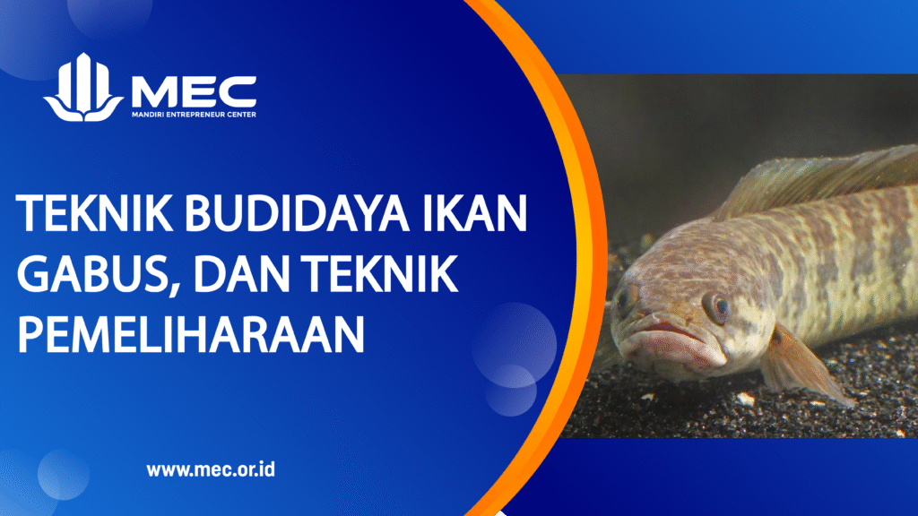 Teknik Budidaya Ikan Gabus dan Tips Pemeliharaannya