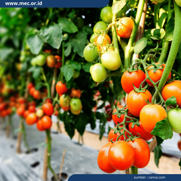 Ketahui Cara Budidaya Tomat untuk Hasil Maksimal