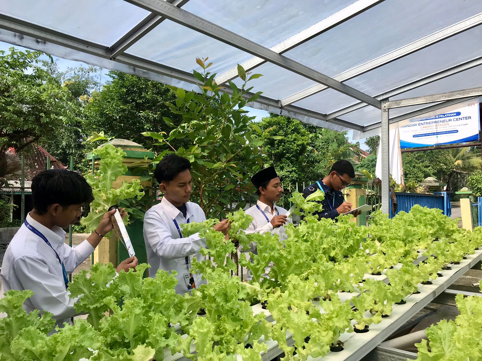 Riset Budidaya Tanaman Selada dengan Sistem Hidroponik